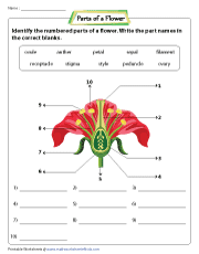 Parts Of A Flower Worksheets Free Printable Parts Of A Flower